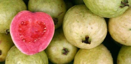 15 Fruity Facts About Guavas - The Fact Site
