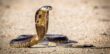 30 Facts About Snakes That Will Rattle Your Mind - The Fact Site