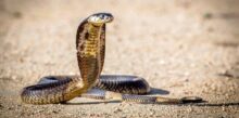 30 Facts About Snakes That Will Rattle Your Mind - The Fact Site