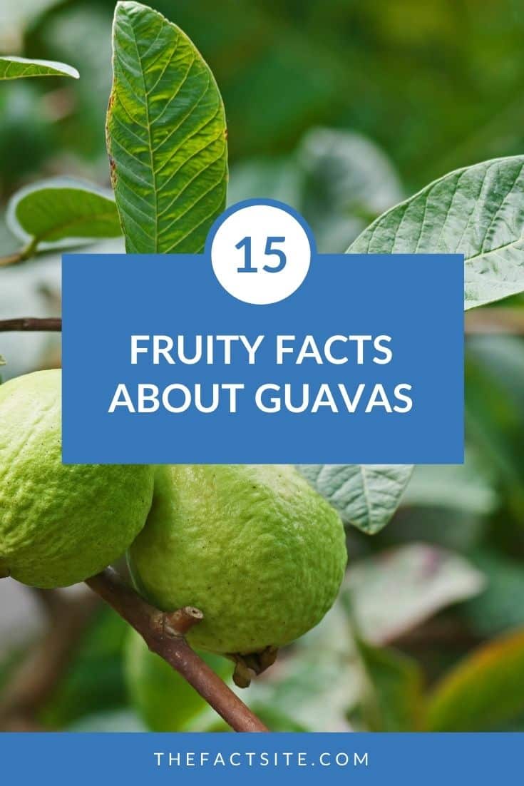 15 Fruity Facts About Guavas - The Fact Site