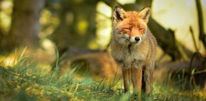 15 Fascinating Facts About Foxes - The Fact Site