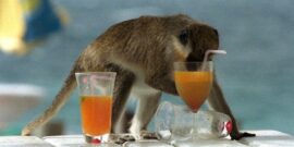 5 Animals That Get Drunk In The Wild - The Fact Site