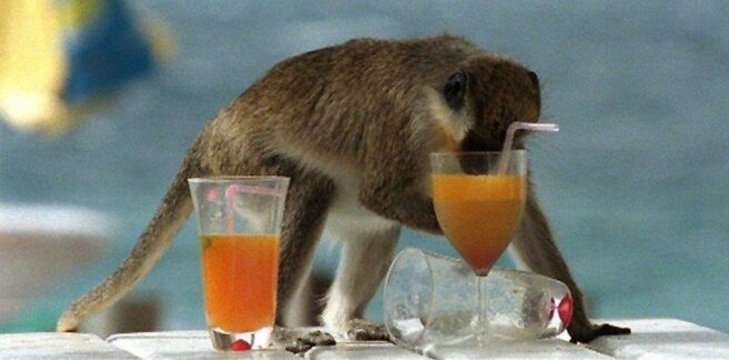 5 Animals That Get Drunk In The Wild - The Fact Site
