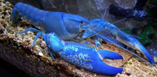 5 Crazy & Rare Colored Lobsters - The Fact Site