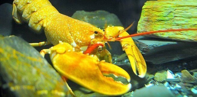5 Crazy & Rare Colored Lobsters - The Fact Site