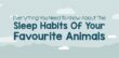 The Sleep Habits of Your Favorite Animals [Infographic] - The Fact Site