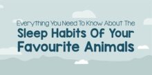 The Sleep Habits of Your Favorite Animals [Infographic] - The Fact Site