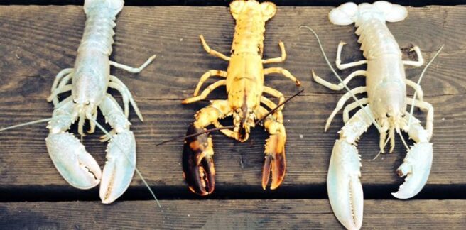 5 Crazy & Rare Colored Lobsters - The Fact Site