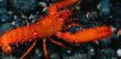 5 Crazy & Rare Colored Lobsters - The Fact Site