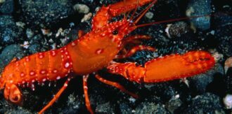 5 Crazy & Rare Colored Lobsters - The Fact Site