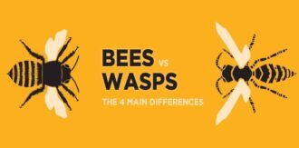 Bees Vs Wasps: The 4 Main Differences - The Fact Site