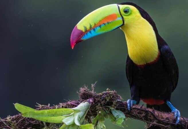 Top 30 Interesting Facts About Toucans | The Fact Site