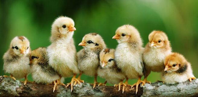 50 Facts About Chickens That Will Ruffle Your Feathers! - The Fact Site