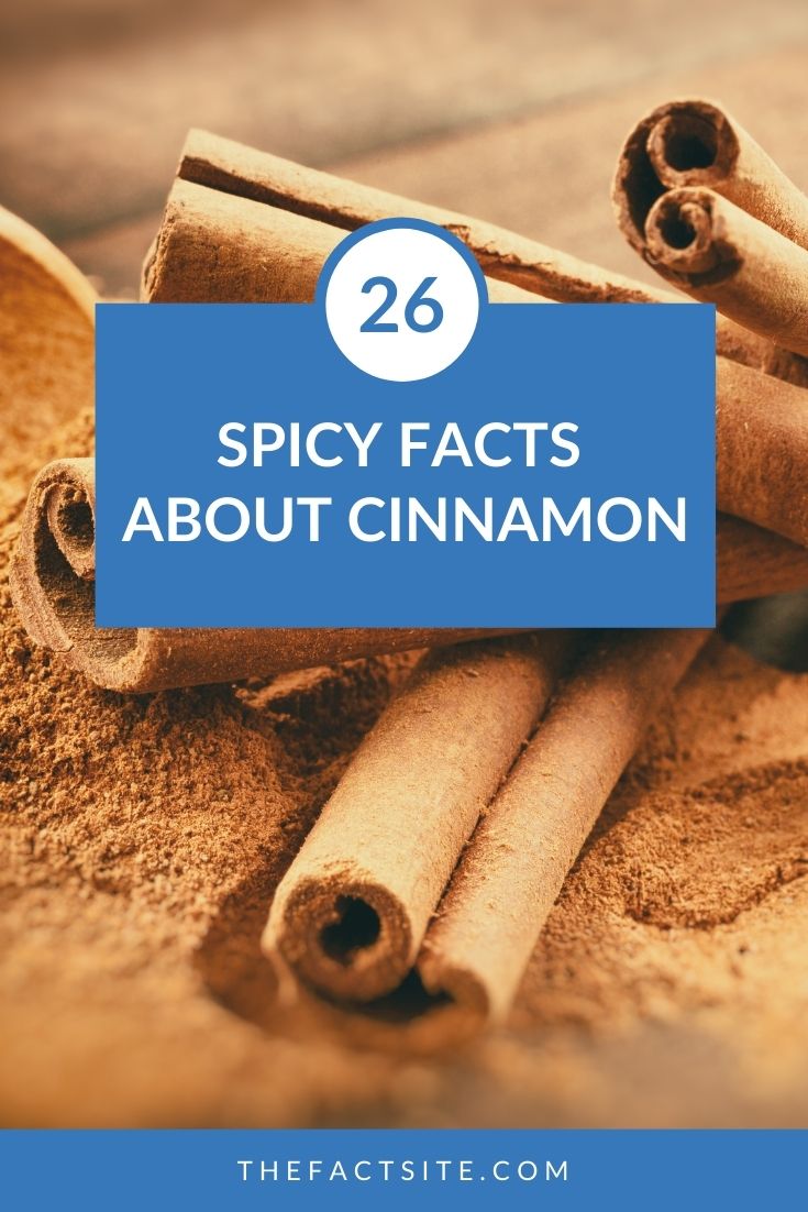 26 Spicy Facts About Cinnamon - The Fact Site
