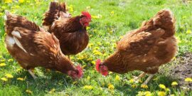 50 Facts About Chickens That Will Ruffle Your Feathers! - The Fact Site