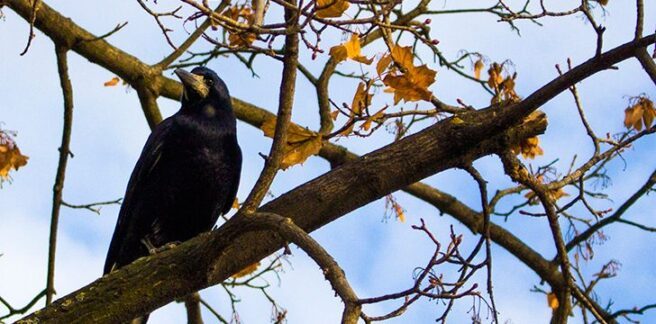 30 Facts About Crows That'll Have You Caw-ing For More - The Fact Site