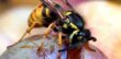 Bees Vs Wasps: The 4 Main Differences - The Fact Site