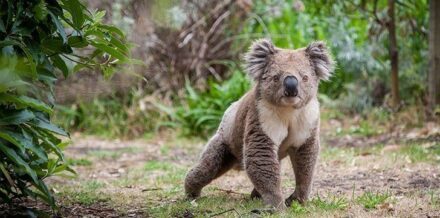 What Is The Appendix? - The Fact Site