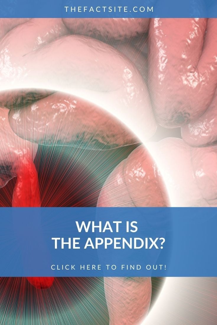location of appendix