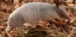 30 Dill-ightful Facts About Armadillos - The Fact Site