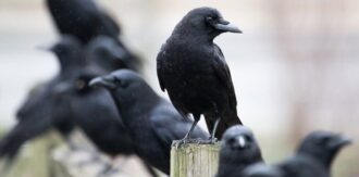 30 Facts About Crows That'll Have You Caw-ing For More - The Fact Site