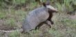 30 Dill-ightful Facts About Armadillos - The Fact Site