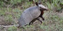 30 Dill-ightful Facts About Armadillos - The Fact Site