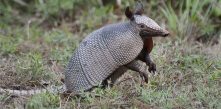 30 Dill-ightful Facts About Armadillos - The Fact Site