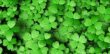 11 Lucky Facts About The Four-Leaf Clover - The Fact Site
