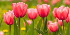 5 Trendy Facts About Tulips - The Fact Site