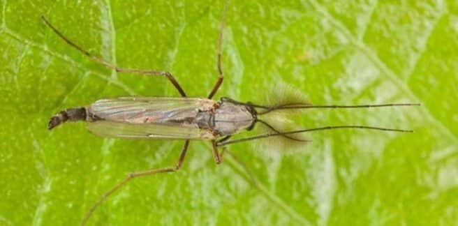 Why Are There So Many Midges In Scotland? - The Fact Site