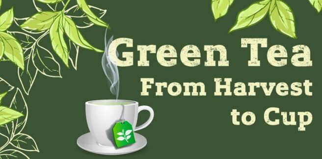 Green Tea: From Harvest to Cup [Infographic] - The Fact Site