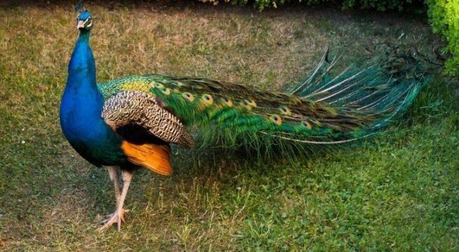 30 Fun & Feathery Facts About Peacocks - The Fact Site