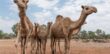 Why Do Camels Have Humps? - The Fact Site