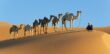Why Do Camels Have Humps? - The Fact Site