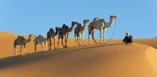 Why Do Camels Have Humps? - The Fact Site