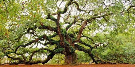 12 Facts About Oak Trees You Wood Not Believe - The Fact Site
