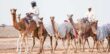 Why Do Camels Have Humps? - The Fact Site