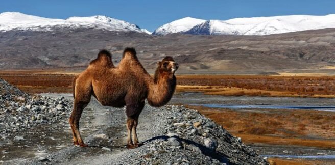 Why Do Camels Have Humps? - The Fact Site