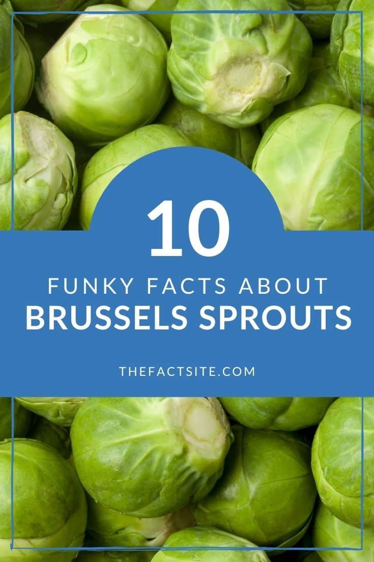 10 Funky Facts About Brussels Sprouts - The Fact Site