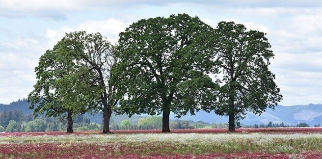 12 Facts About Oak Trees You Wood Not Believe - The Fact Site