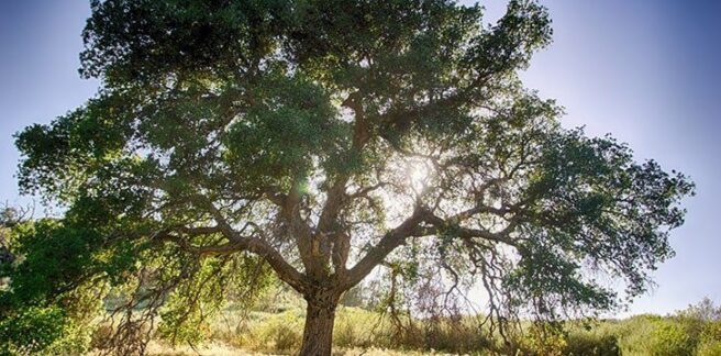 12 Facts About Oak Trees You Wood Not Believe - The Fact Site