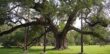 12 Facts About Oak Trees You Wood Not Believe - The Fact Site