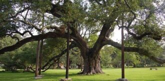 12 Facts About Oak Trees You Wood Not Believe - The Fact Site