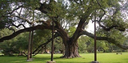 12 Facts About Oak Trees You Wood Not Believe - The Fact Site