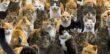 Why Are There Cat Islands in Japan? - The Fact Site