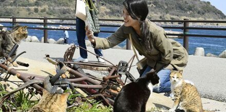 Why Are There Cat Islands in Japan? - The Fact Site