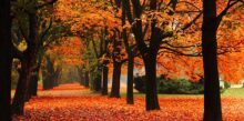 Why Do The British Say "Autumn" Instead of "Fall"? - The Fact Site