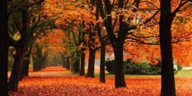 Why Do The British Say "Autumn" Instead of "Fall"? - The Fact Site