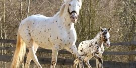 10 Wild Facts About Knabstrupper Horses - The Fact Site